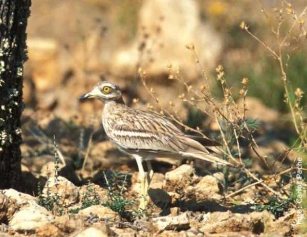 Alcaraván - El Clot de Galvany