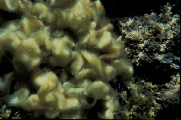 Colpomenia sinuosa - El Clot de Galvany